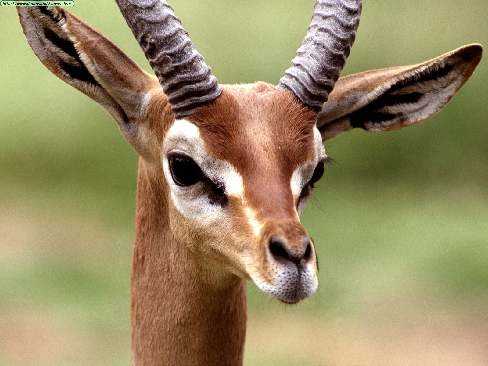 Gerenuk Roofvogels